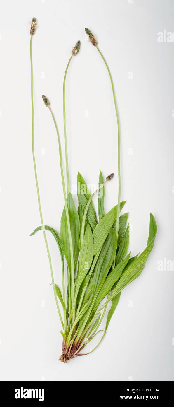 Plantago lanceolata (Ribwort plantain), stems with leaves and flowers ...