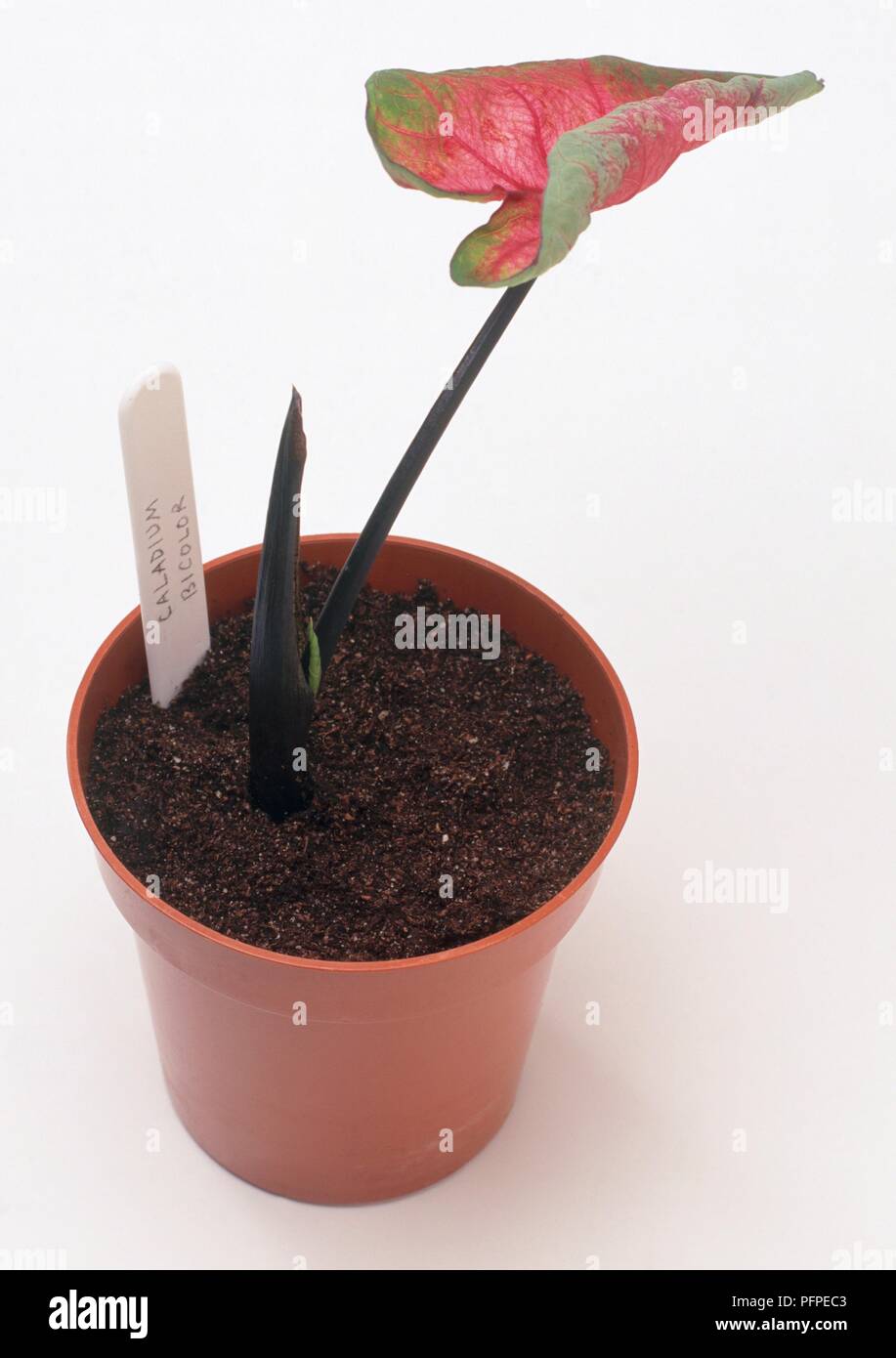 Angel wings plant hi-res stock photography and images - Alamy