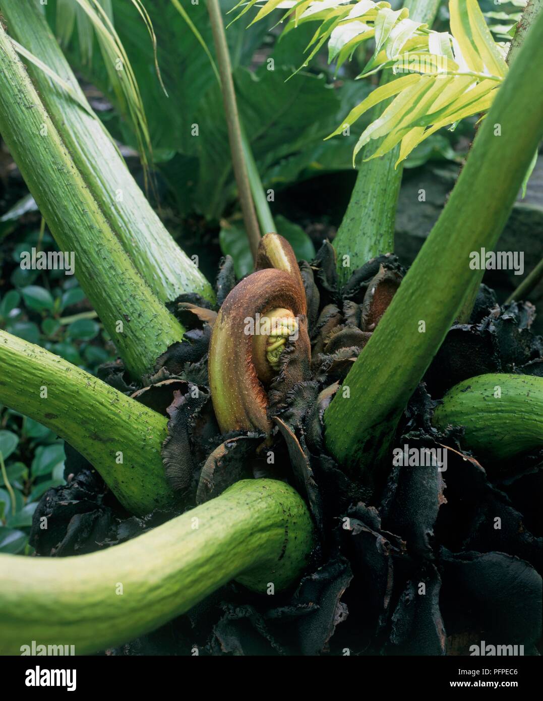 Angiopteris evecta hi-res stock photography and images - Alamy