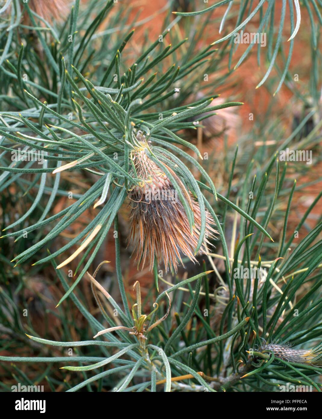 Needle like leaves hi-res stock photography and images - Alamy