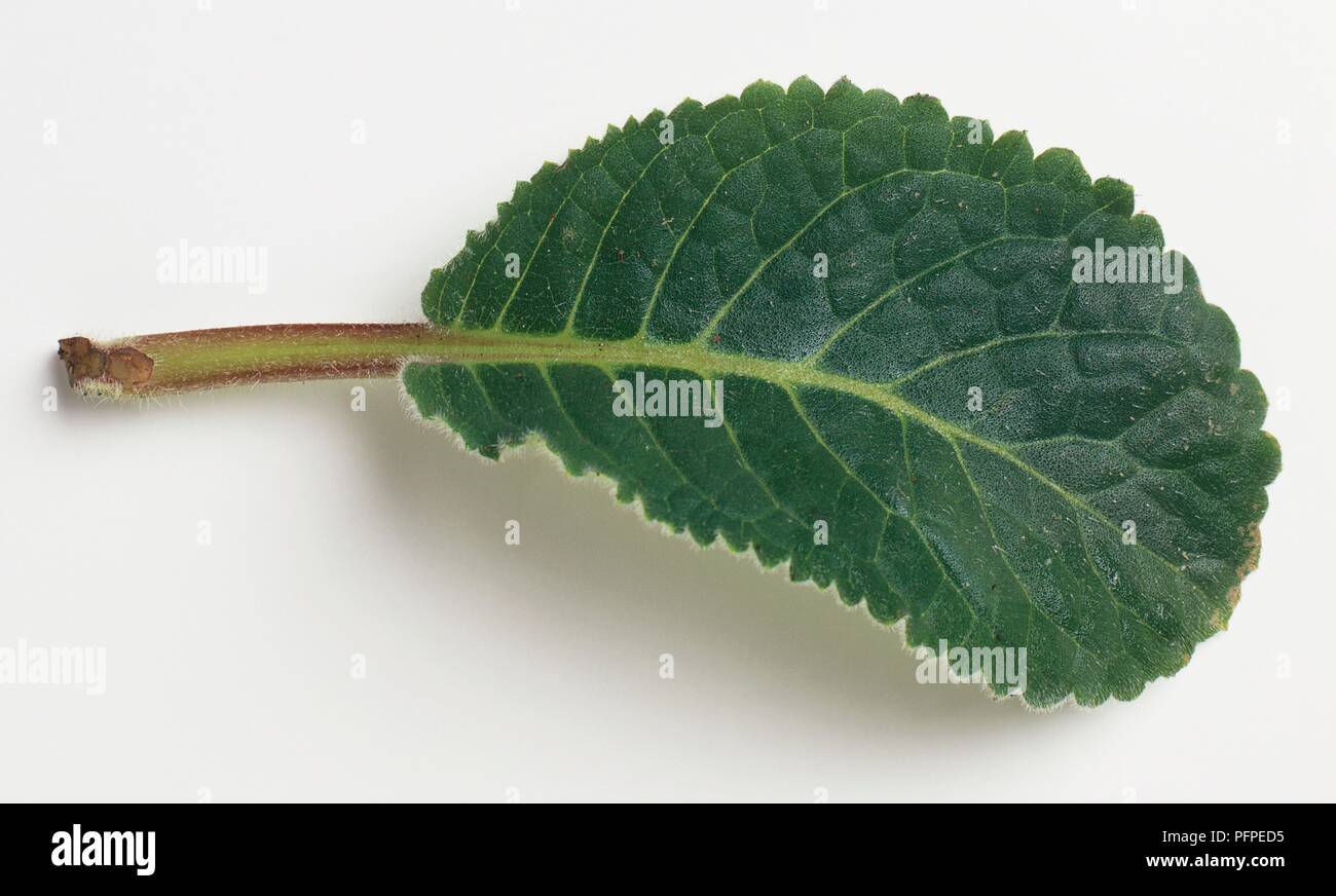 Leaf object hi-res stock photography and images - Alamy