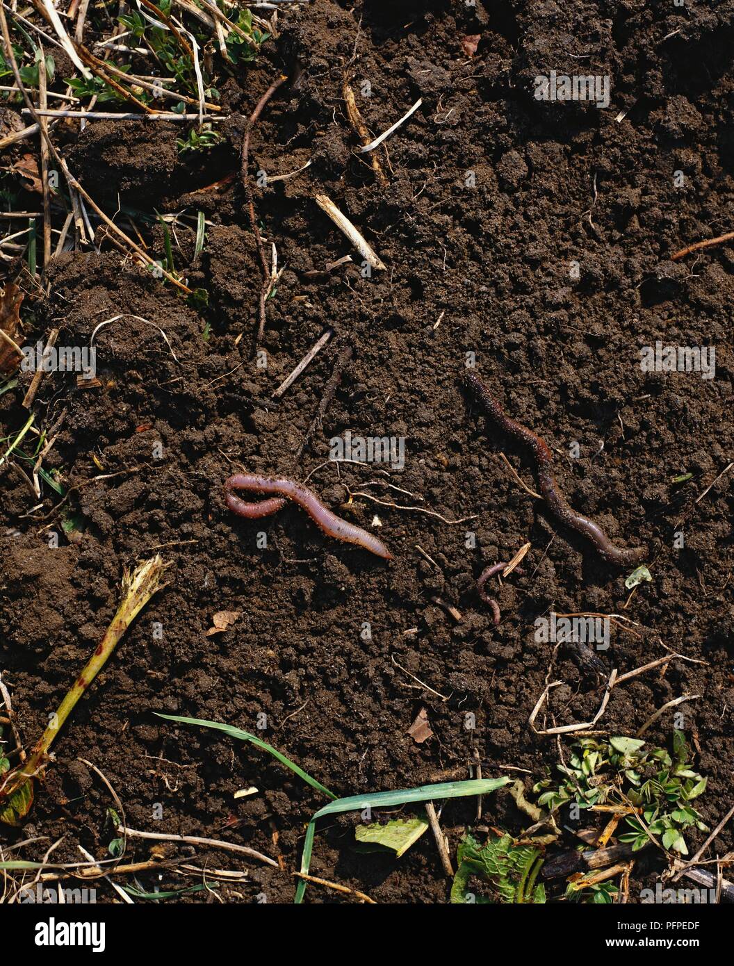 Earthworms (Lumbricus terrestris) beneficial to soil, close-up Stock ...