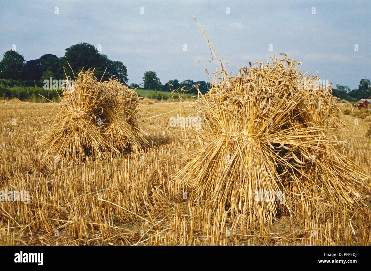 Wheat sheaths in harvested field Stock Photo - Alamy