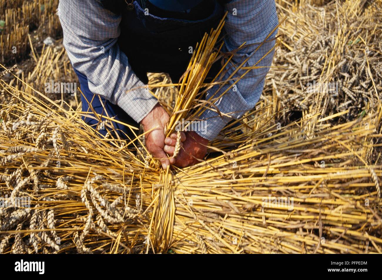 Crop bundles hi-res stock photography and images - Alamy