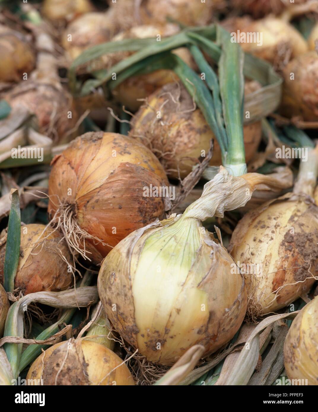 Organic onions, close-up Stock Photo - Alamy