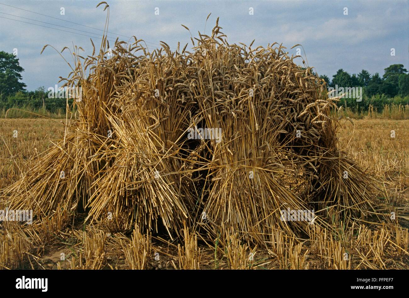 Bundles of wheat in a field Stock Photo - Alamy