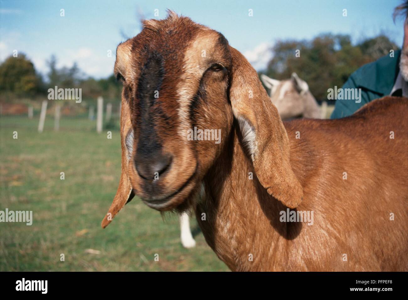Anglo-Nubian (Nubian) goat, close-up Stock Photo - Alamy