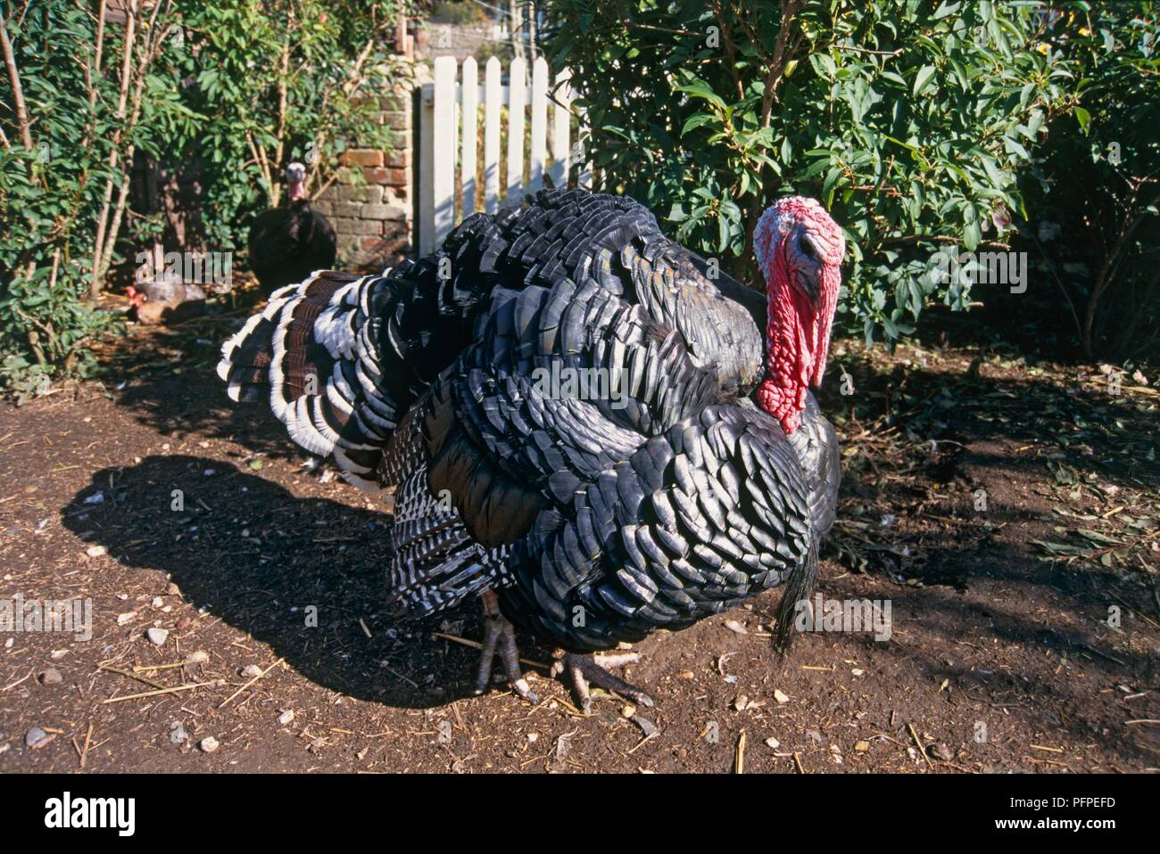 Turkey in enclosure Stock Photo - Alamy