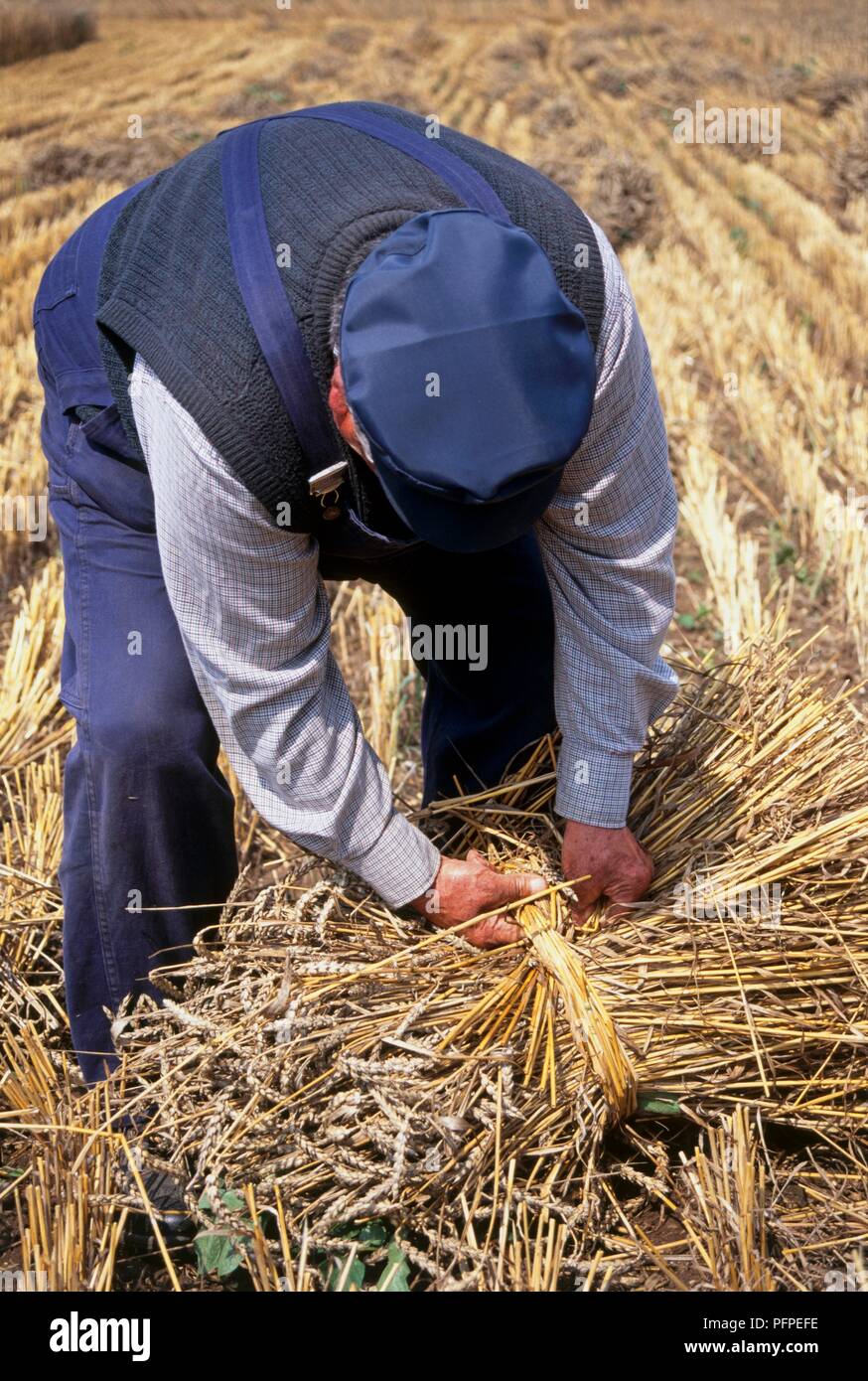 Man tying up bundles of wheat Stock Photo - Alamy