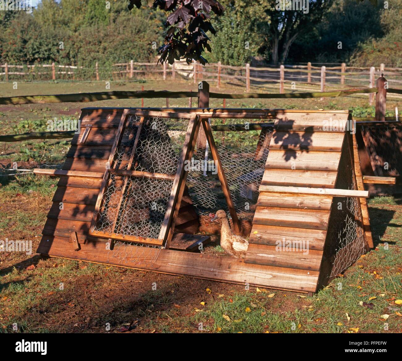 Duck in duck house Stock Photo - Alamy