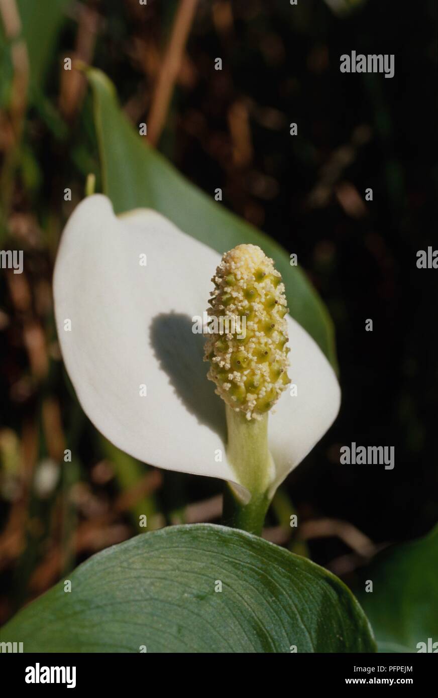 Bog arum calla hi-res stock photography and images - Alamy