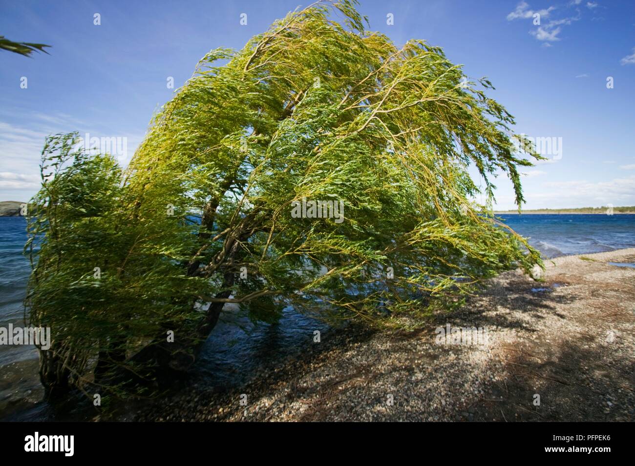 Chile, Patagonia, Chile Chico, willow tree on the shore of Lago Carrera ...