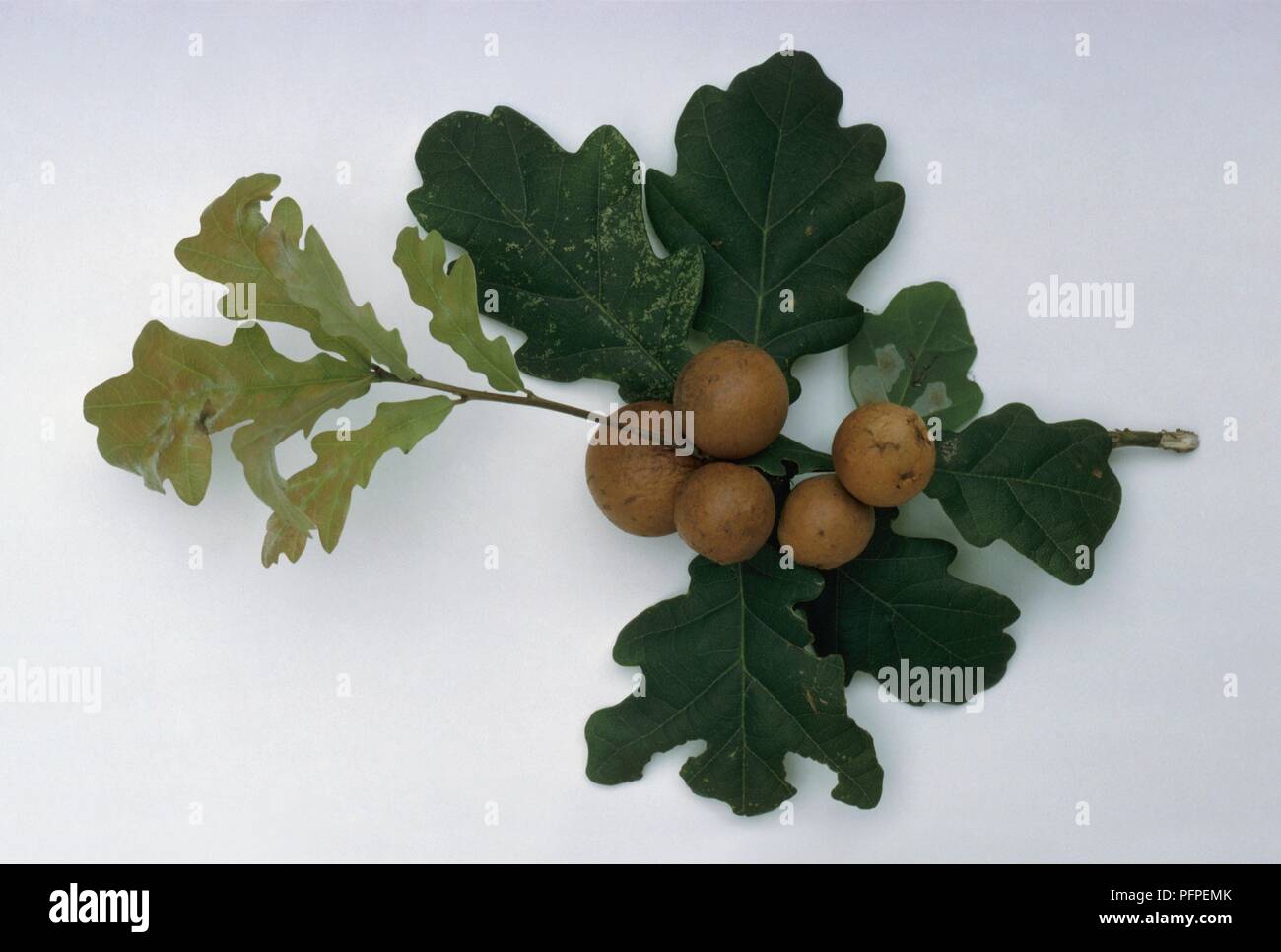 Oak leaf gall white background hi-res stock photography and images - Alamy