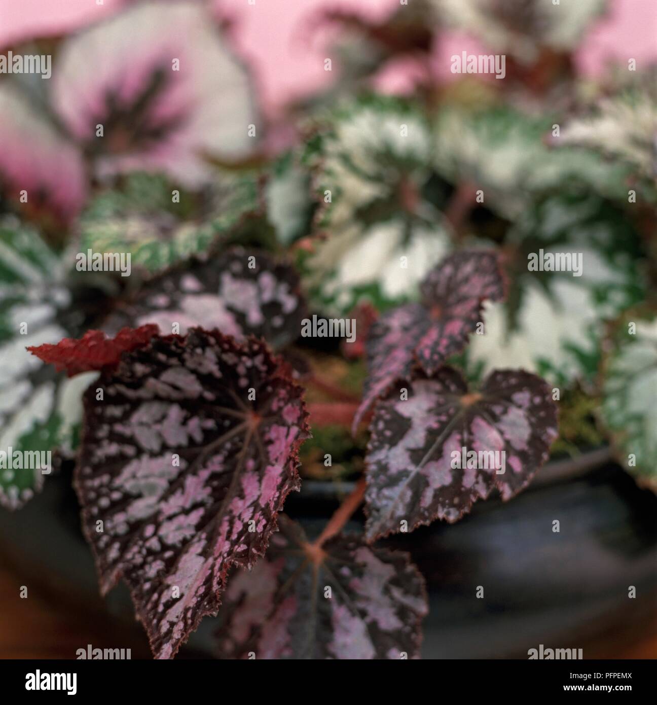 Leaves from Begonia 'Merry Christmas' and Begonia 'Norah Bedson', close ...