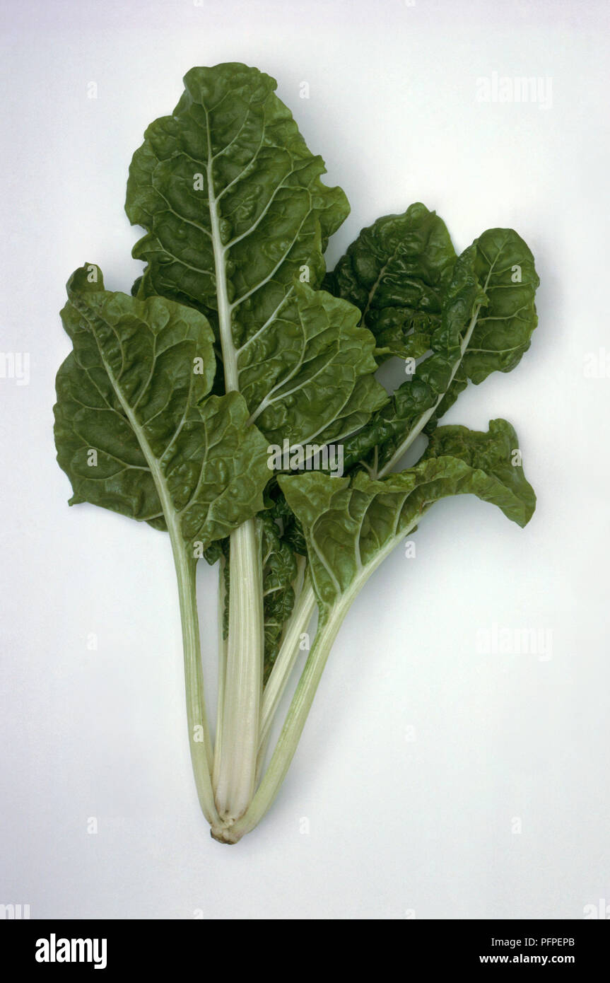 Swiss chard hi-res stock photography and images - Alamy