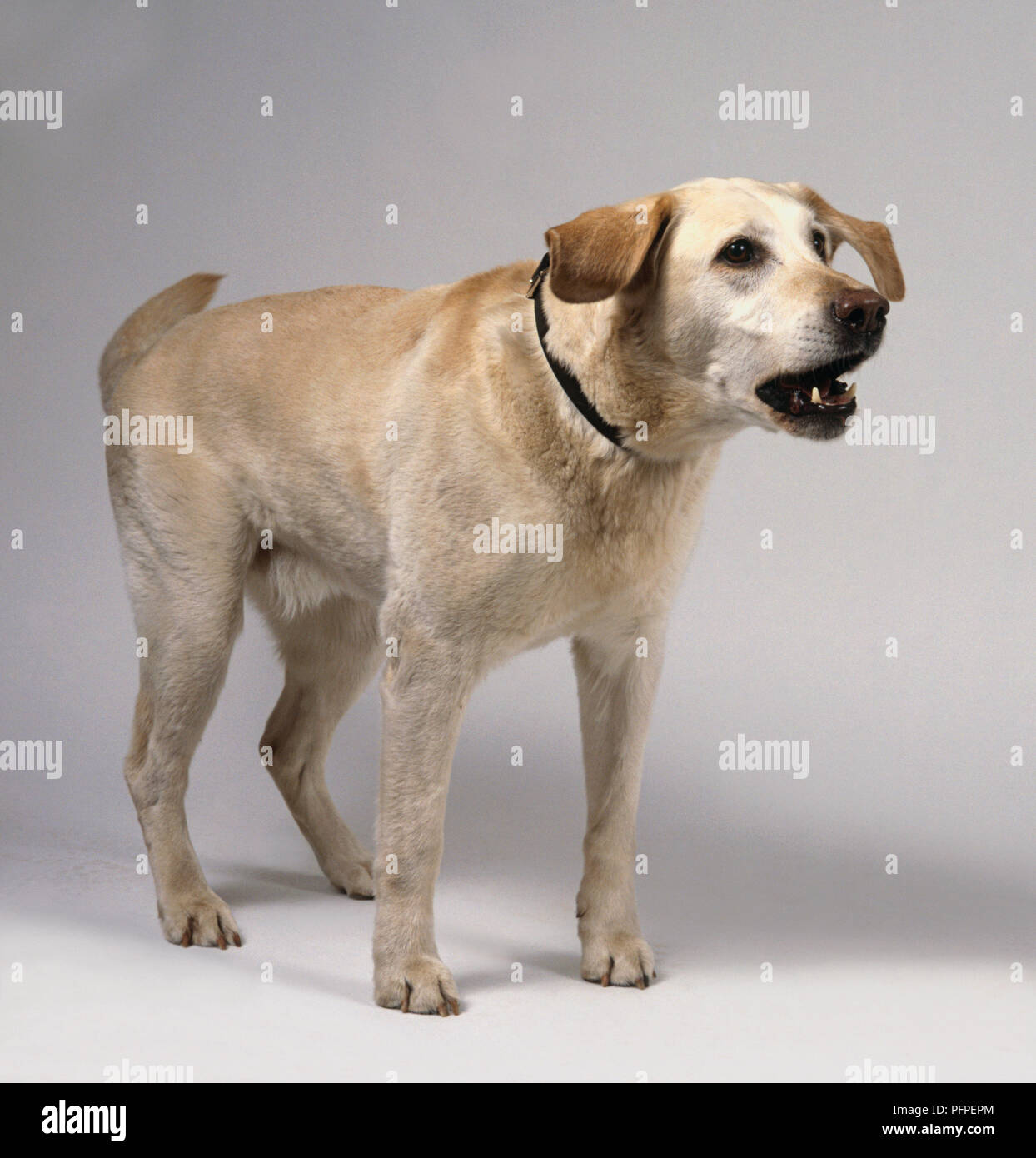Yellow Labrador Retriever barking Stock Photo - Alamy