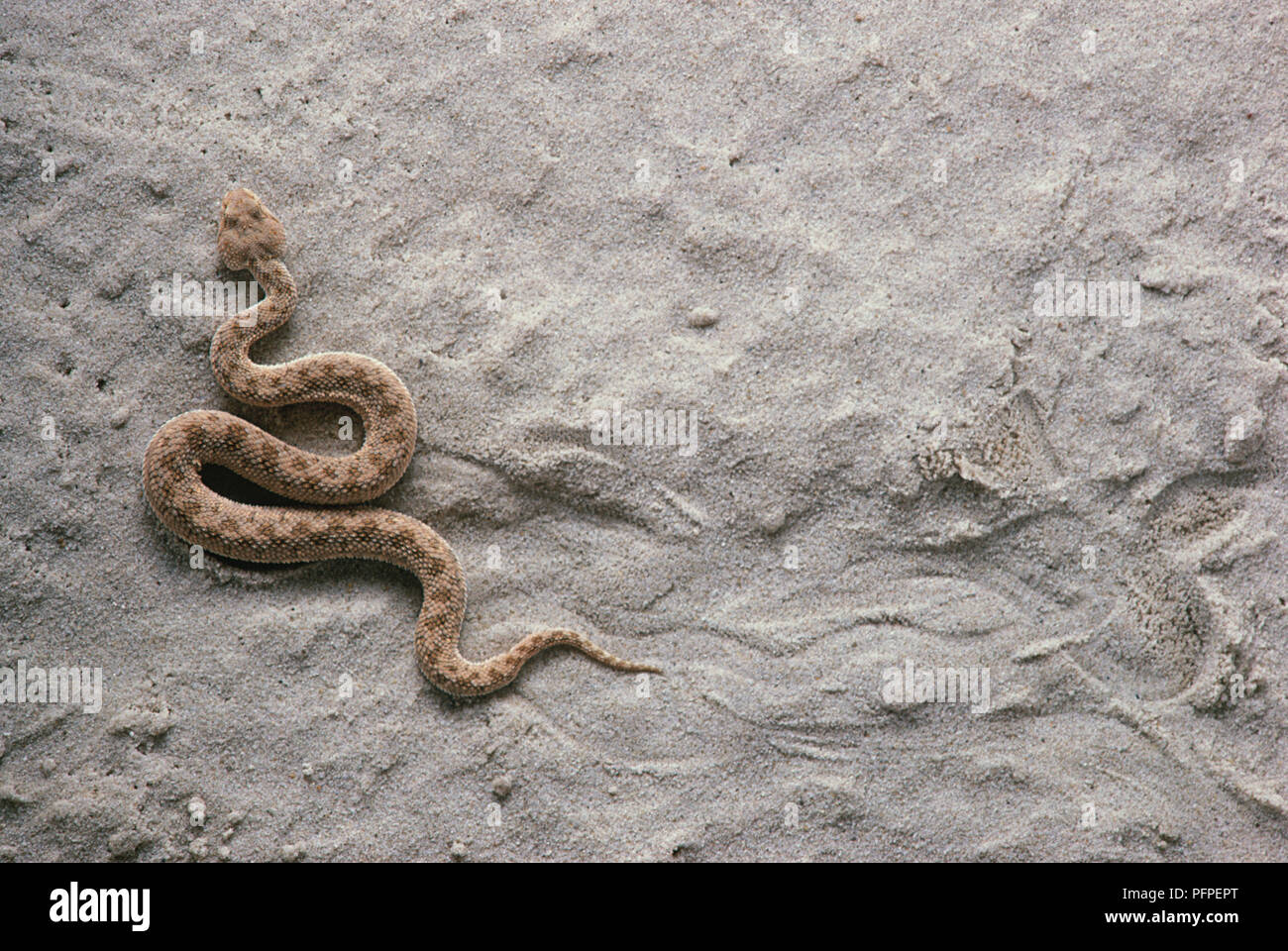 Sand Viper (Vipera ammodytes) moving on sand Stock Photo - Alamy