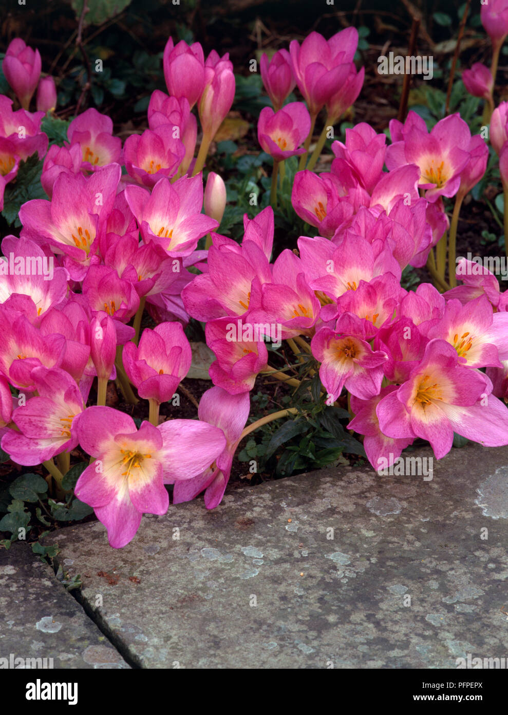 Pink edge hi-res stock photography and images - Alamy