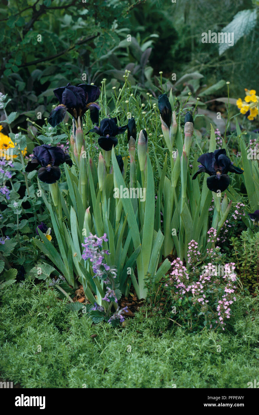 Purple Iris growing with variety of other plants and flowers in garden ...