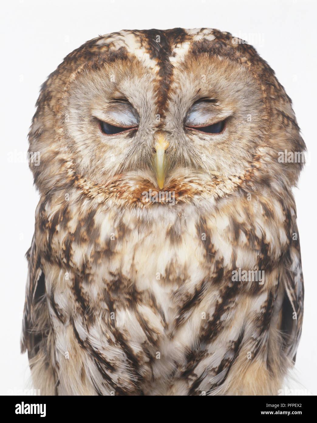 Blinking owl hi-res stock photography and images - Alamy