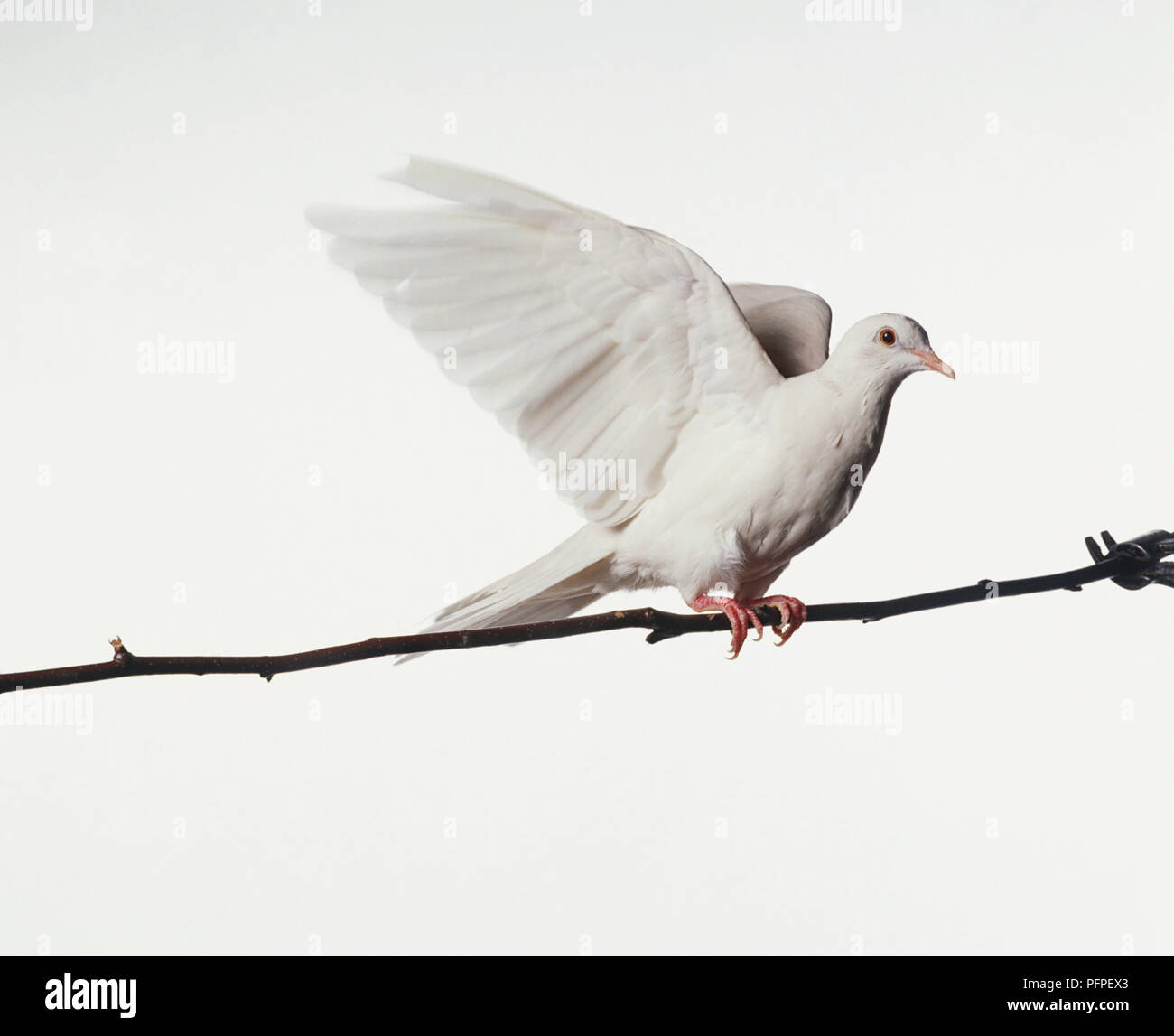 White dove flapping wings on branch Stock Photo - Alamy