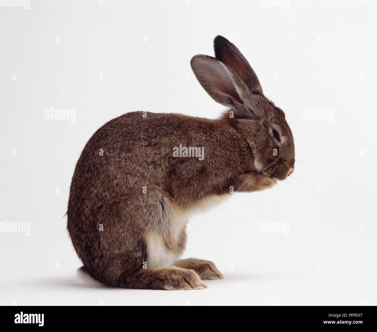 Hare side profile hi-res stock photography and images - Alamy