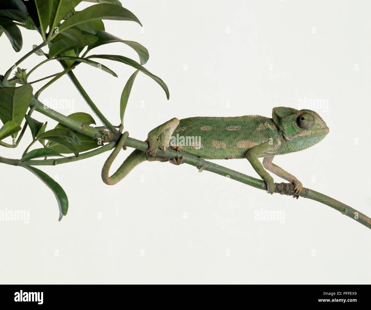 Mediterranean Chameleon (Chamaeleo chamaeleon) standing on branch Stock ...