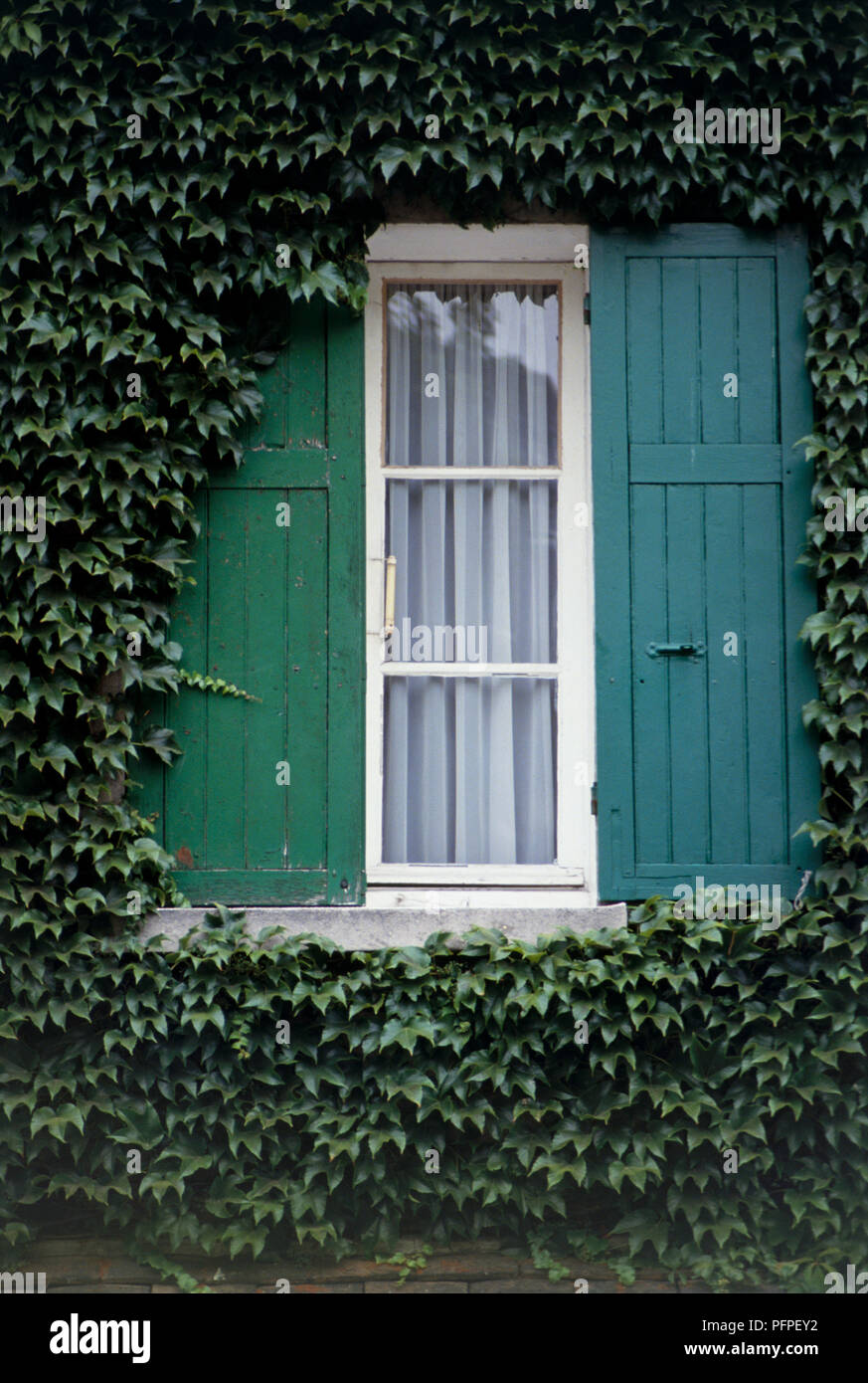 Ivy Growing Around Window High Resolution Stock Photography and Images ...