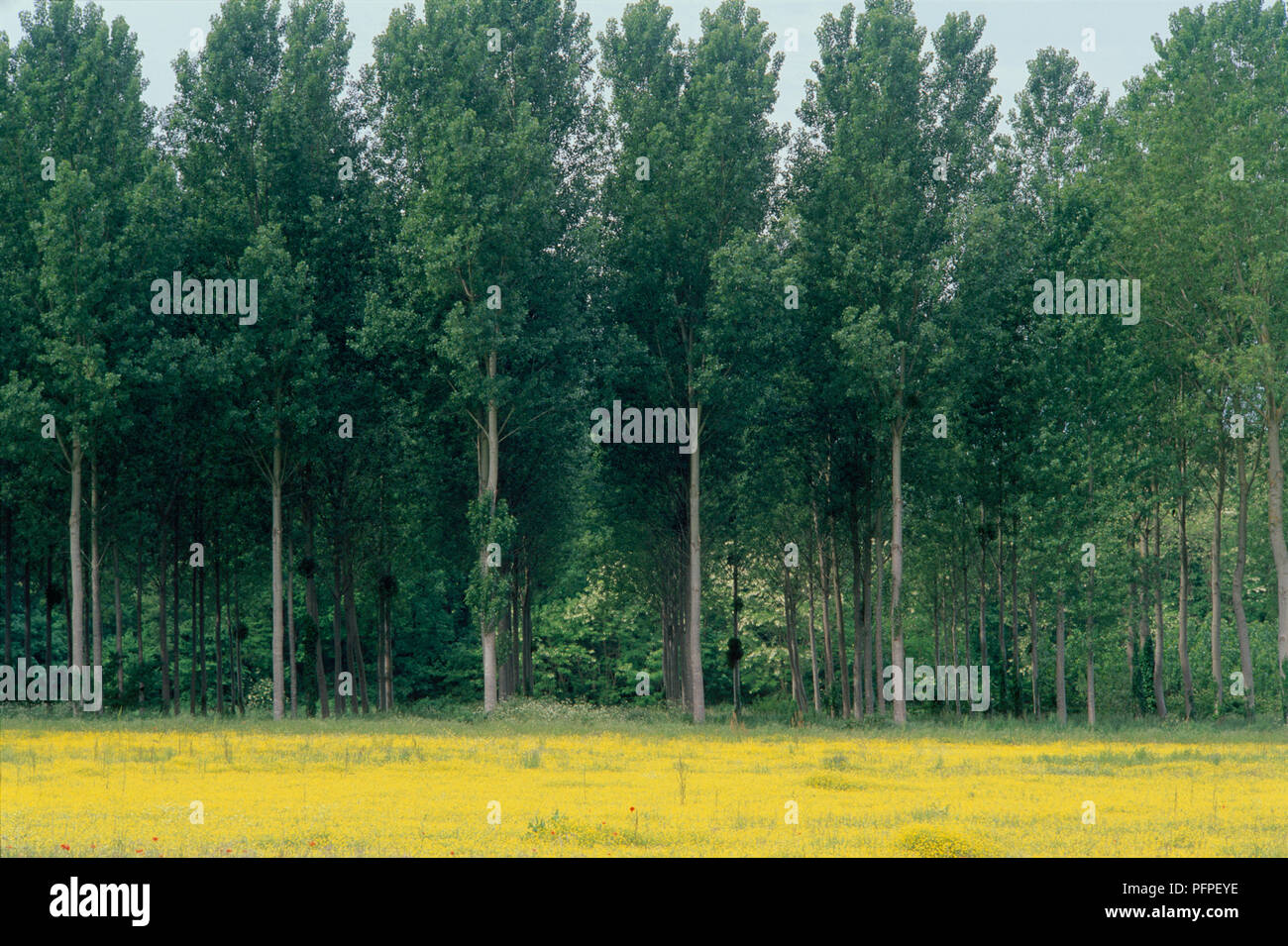France, Loire Valley, tall poplar trees growing at edge of yellow field ...