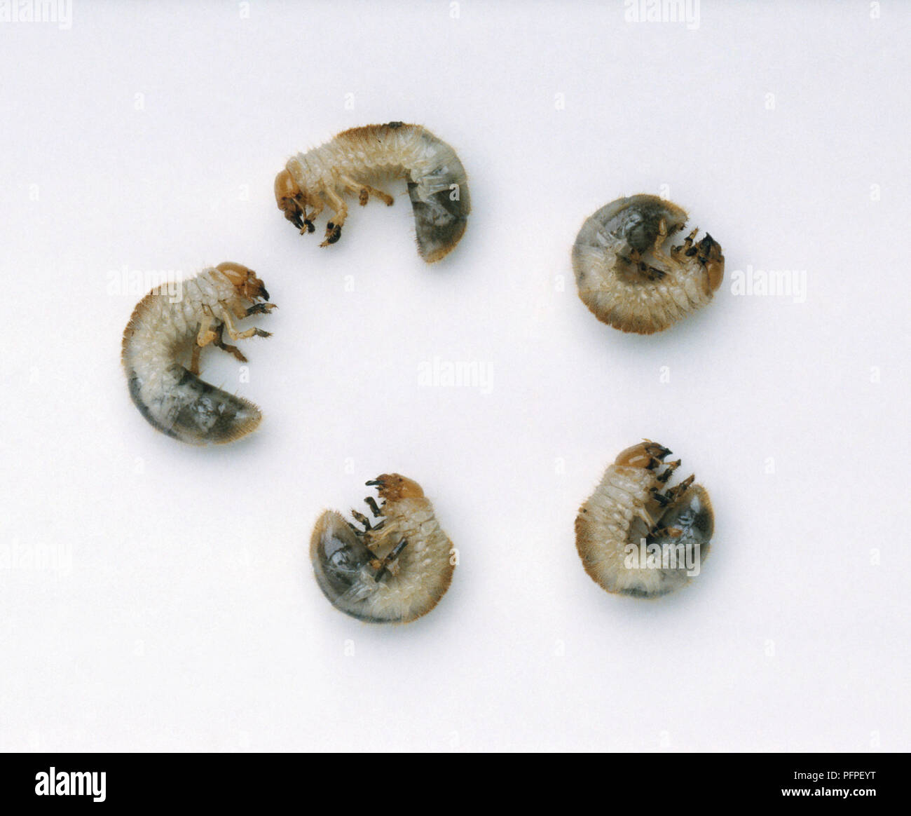 Five chafer larvae (Scarabaeidae Stock Photo - Alamy