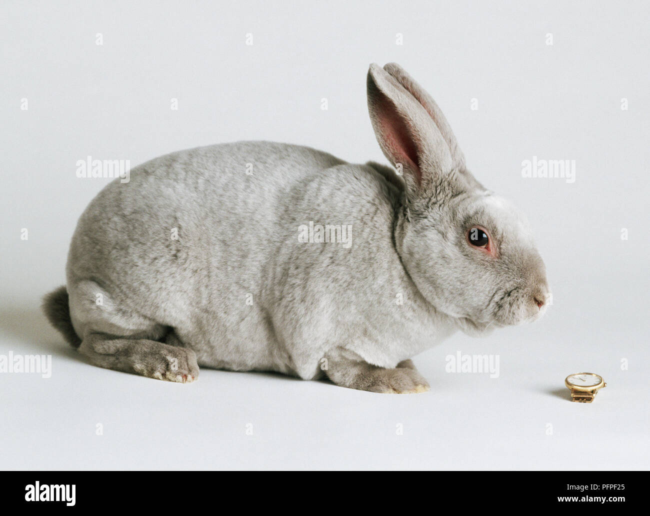 Grey rabbit in sitting position Stock Photo - Alamy