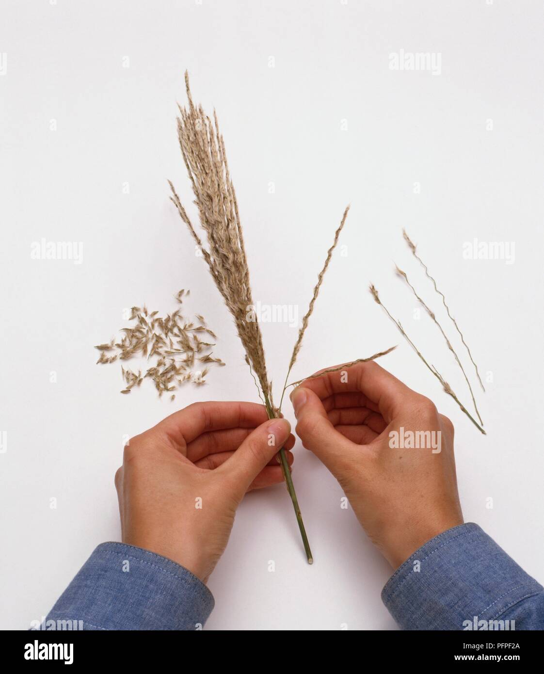 Hand spike hi-res stock photography and images - Alamy