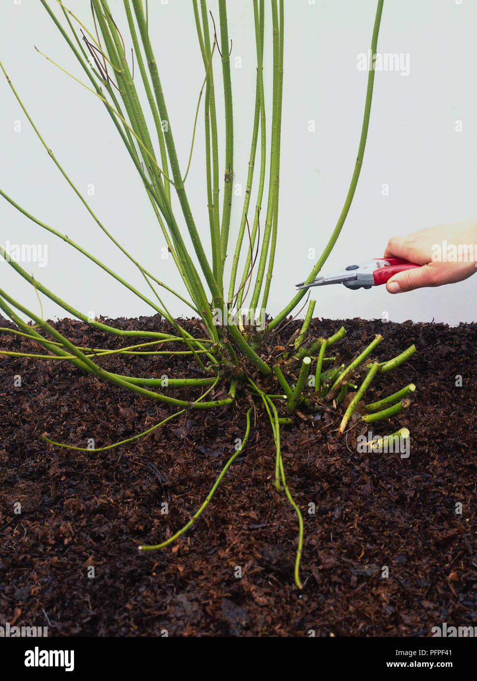 Dogwood cornus sp hi-res stock photography and images - Alamy