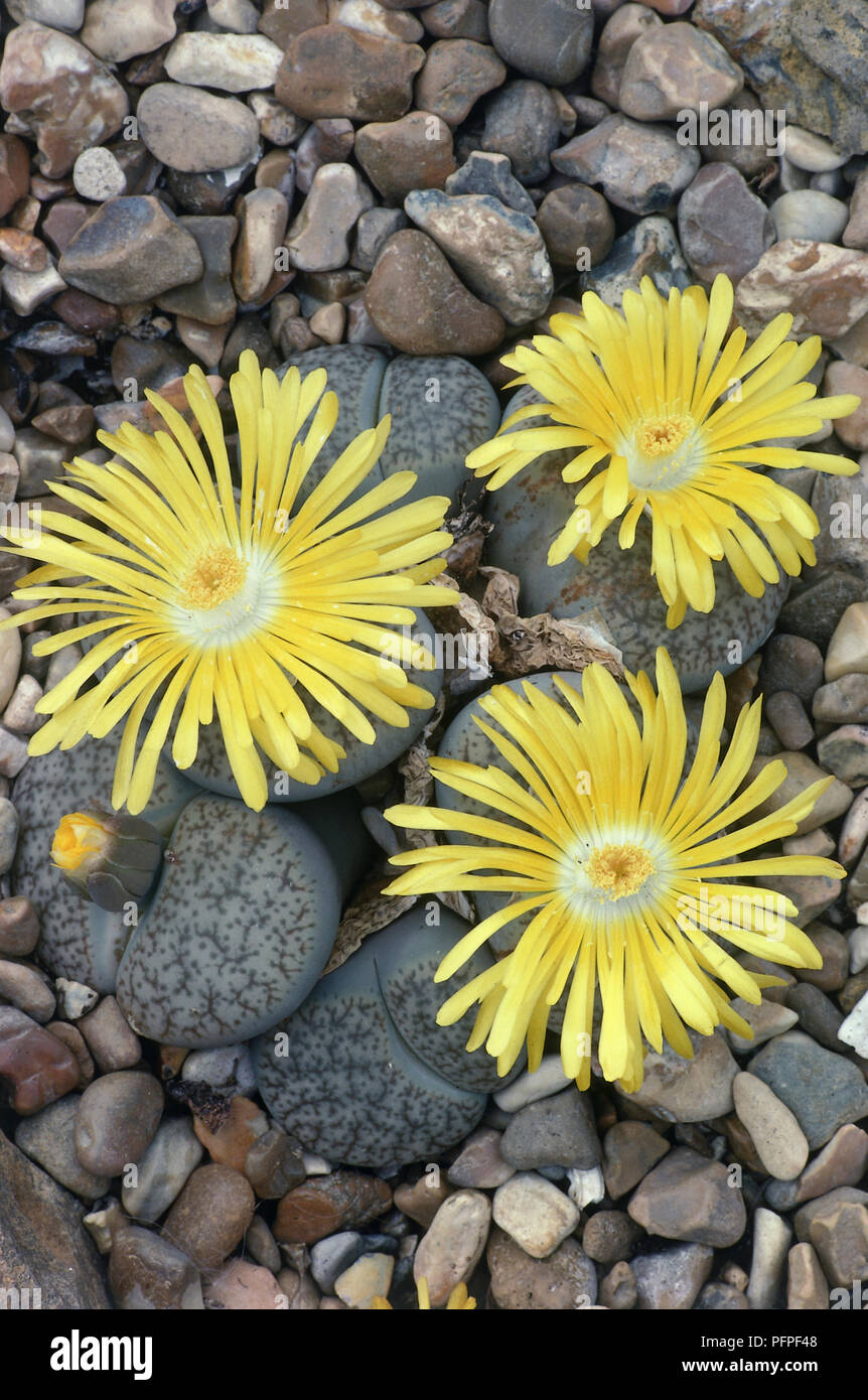 Yellow flowers and fleshy leaves from Lithops pseudotruncatella var ...