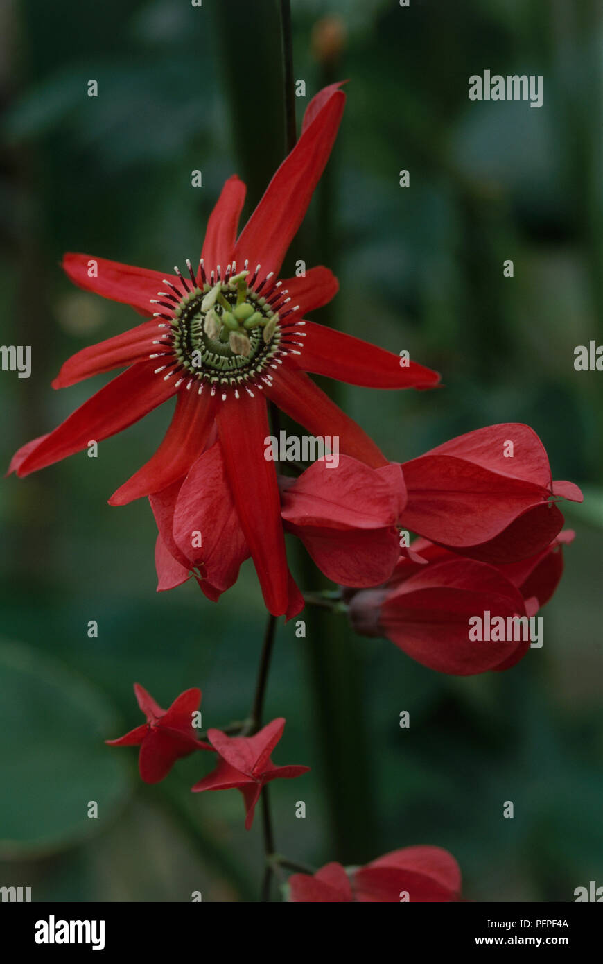 Passiflora racemosa hi-res stock photography and images - Alamy
