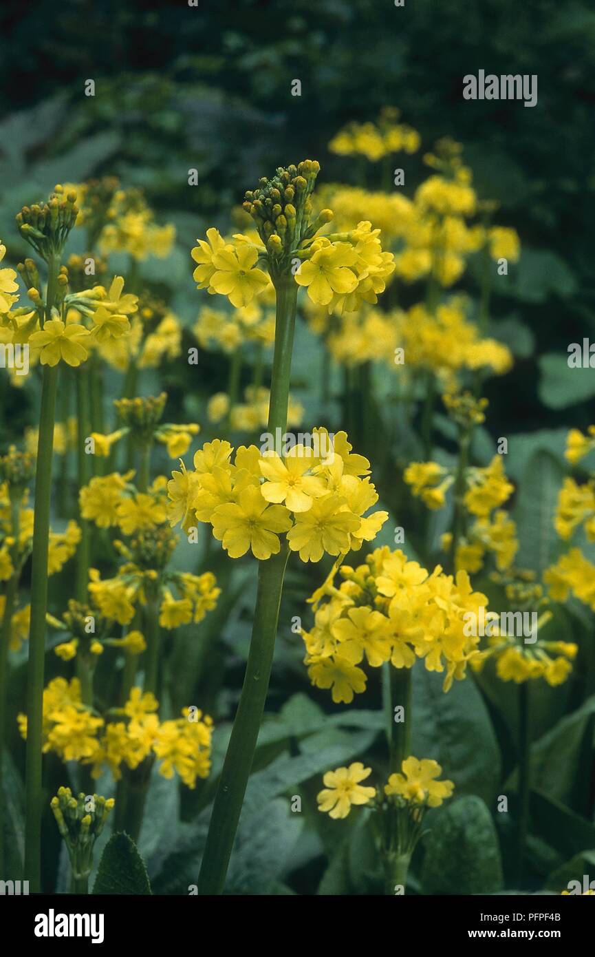 Yellow flowers from Primula prolifera (Primrose Stock Photo - Alamy