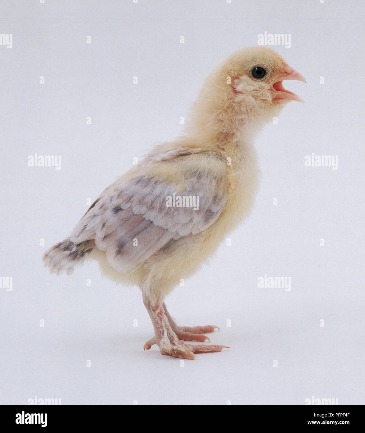 Two-week-old male chick (domestic chicken Stock Photo - Alamy