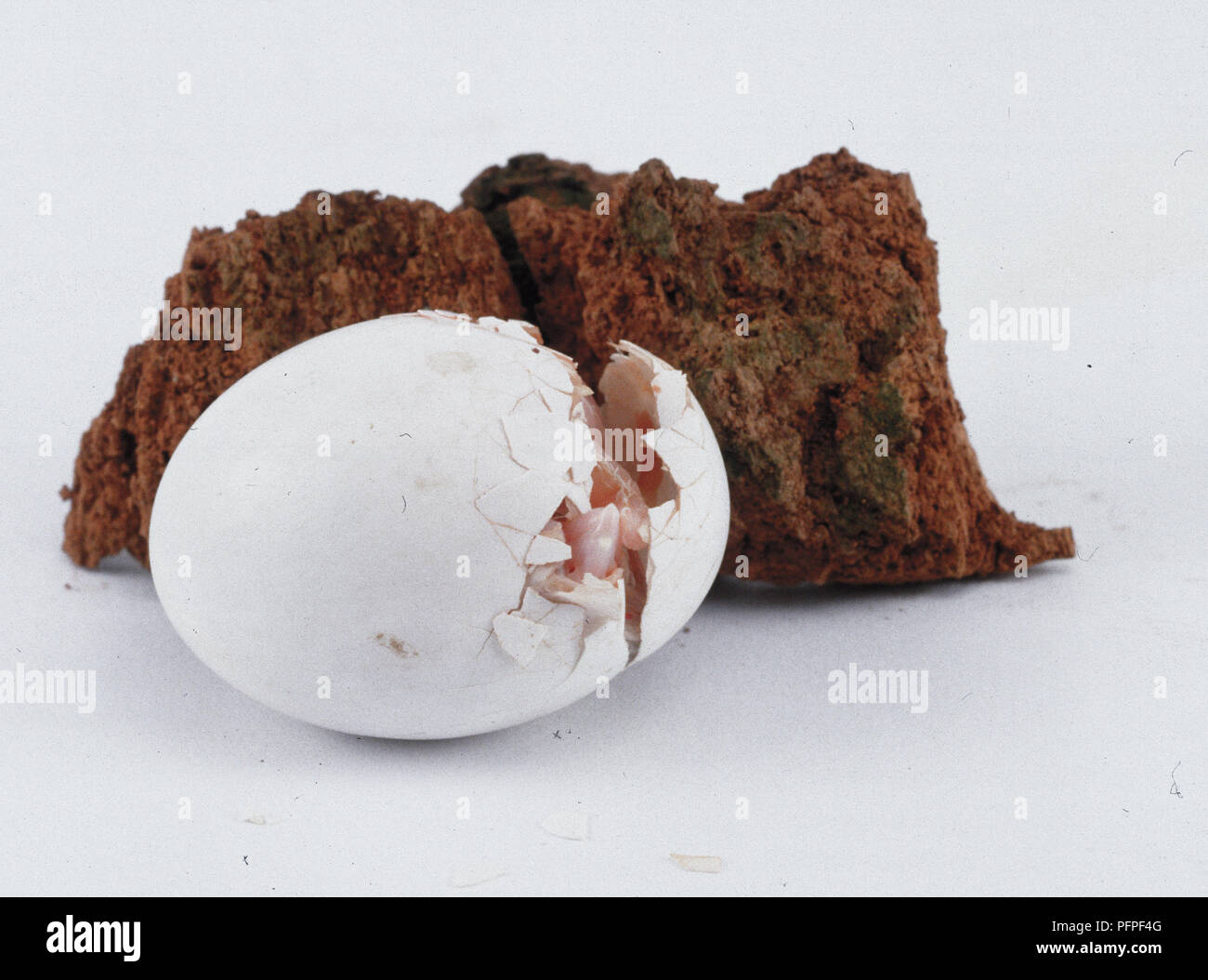 Owl egg hatching hi-res stock photography and images - Alamy