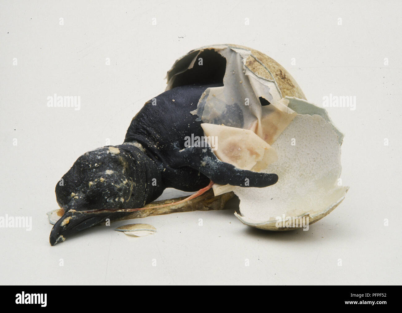 Chick hatching from shell hi-res stock photography and images - Alamy
