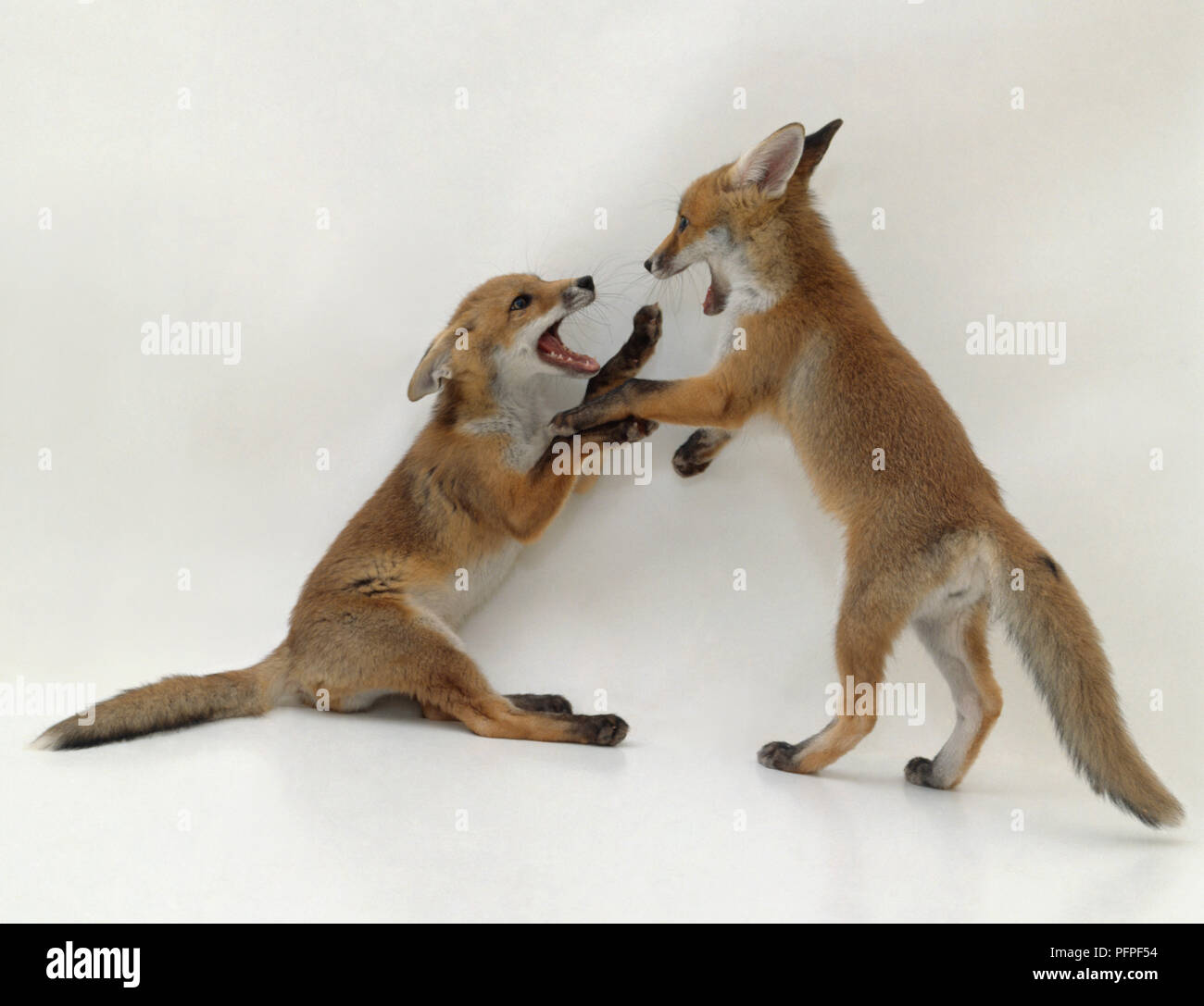 Two eight-week-old Red Fox (Vulpes vulpes) cubs play fighting Stock ...
