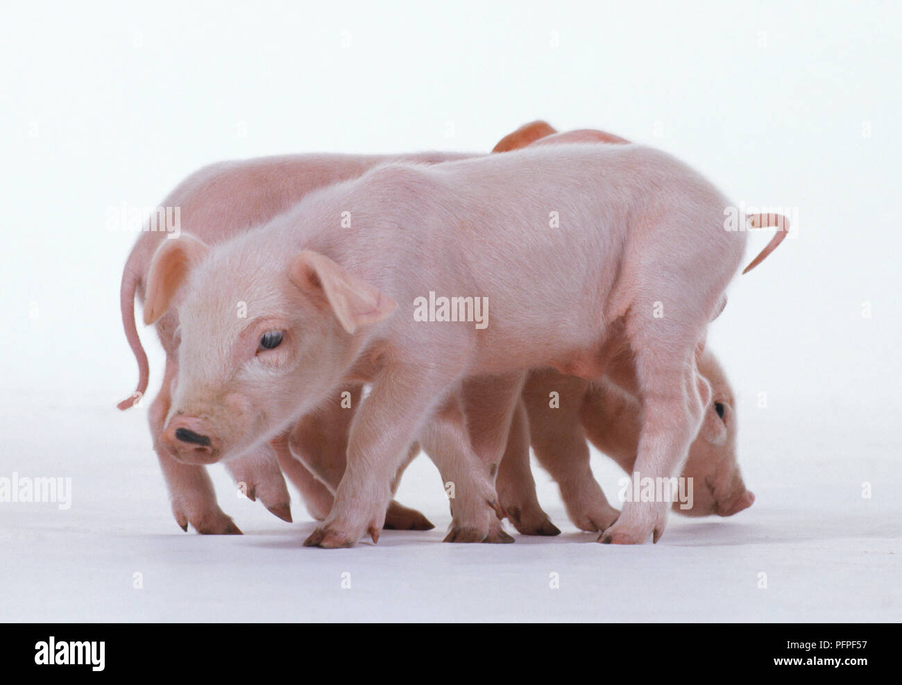 Three curious week old piglets Stock Photo - Alamy
