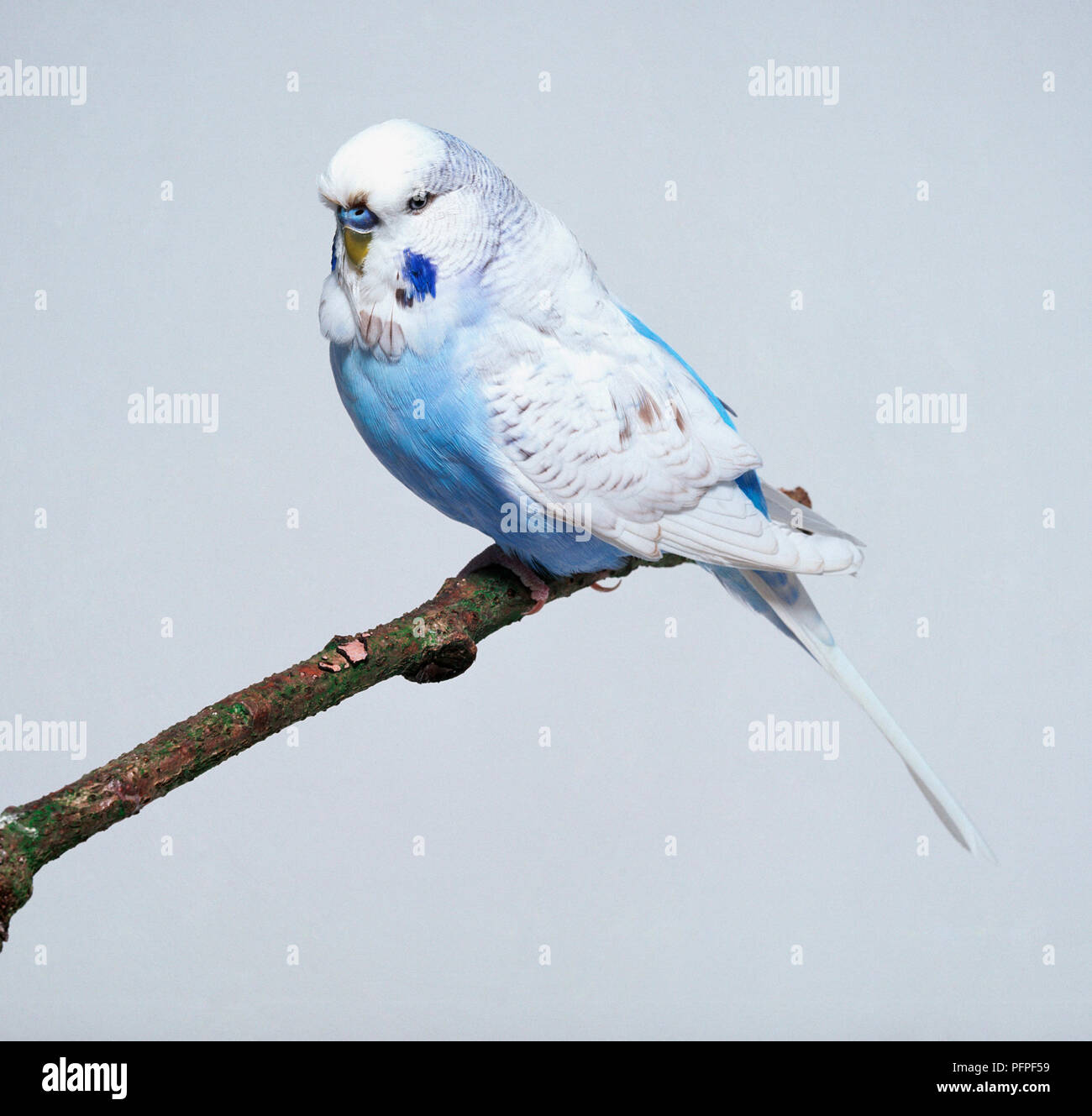 COBALT BLUE SPANGLE BUDGERIGAR - SIDE VIEW Stock Photo - Alamy