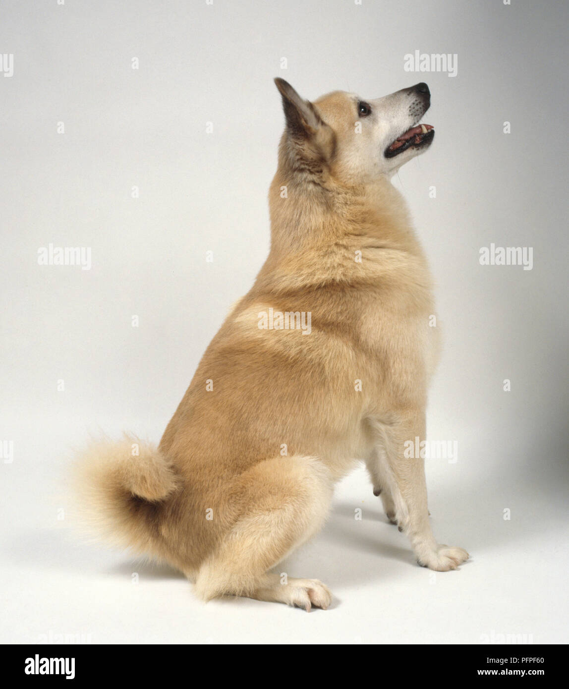 Orange Norwegian Buhund sitting looking up with mouth slightly open ...