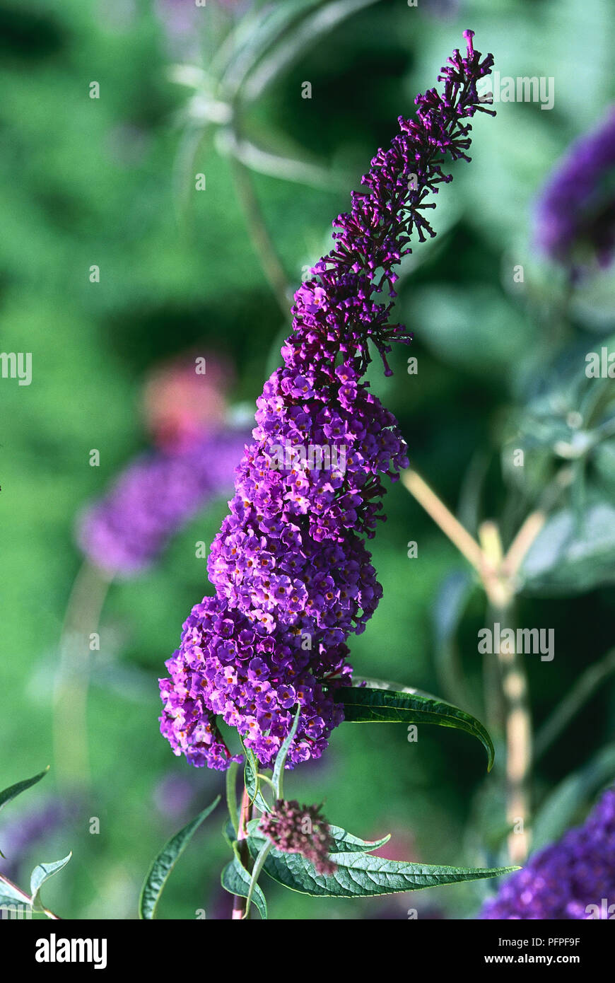 Purple Buddleja davidii 'Nanho Blue' (Butterfly-ush) on stem, close-up ...