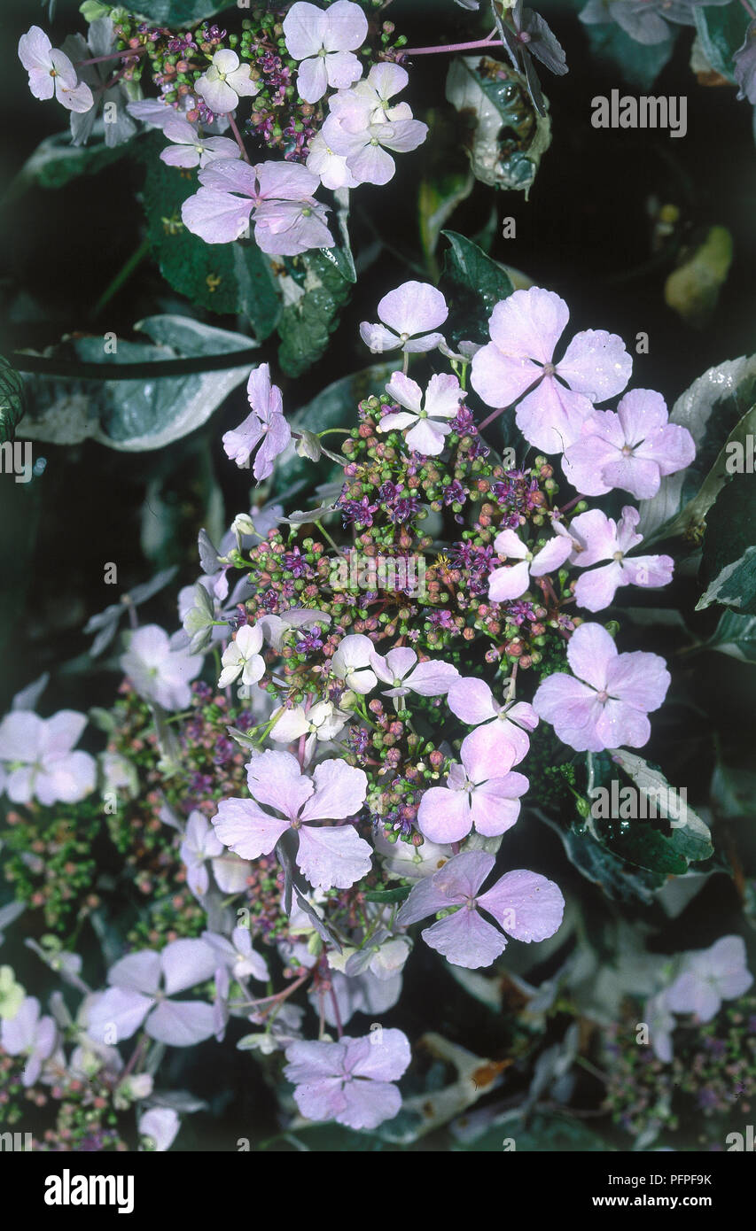 Hydrangea macrophylla 'Maculata' (Bigleaf Hydrangea) with pink flowers and buds Stock Photo - Alamy