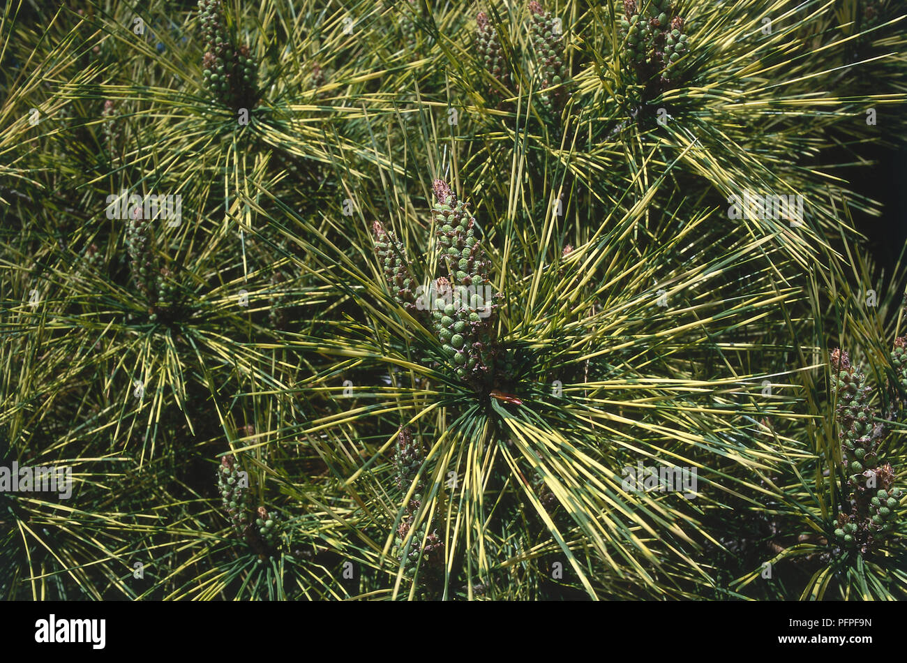 Long needle like leaves hi-res stock photography and images - Alamy