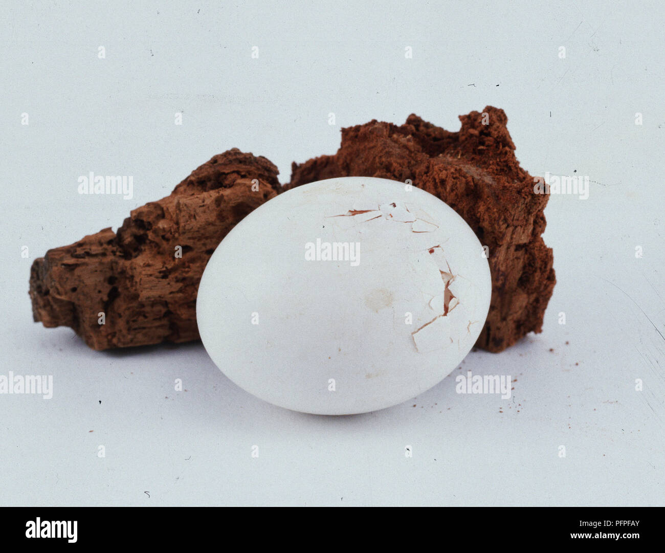 Barn Owl hatching from an egg Stock Photo - Alamy