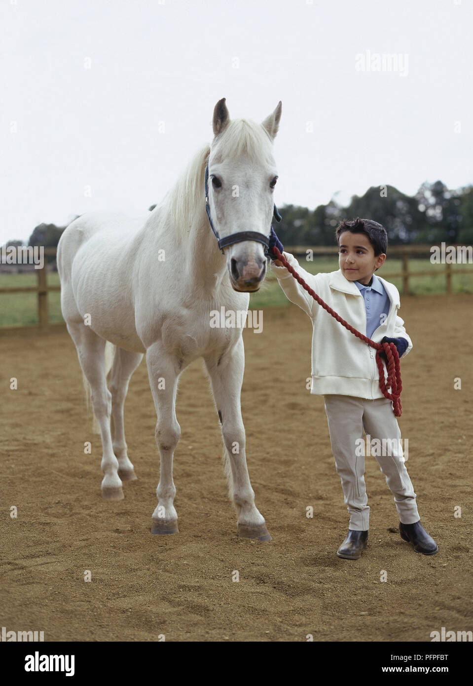 Young boy standing beside white pony and holding by lead rein Stock ...