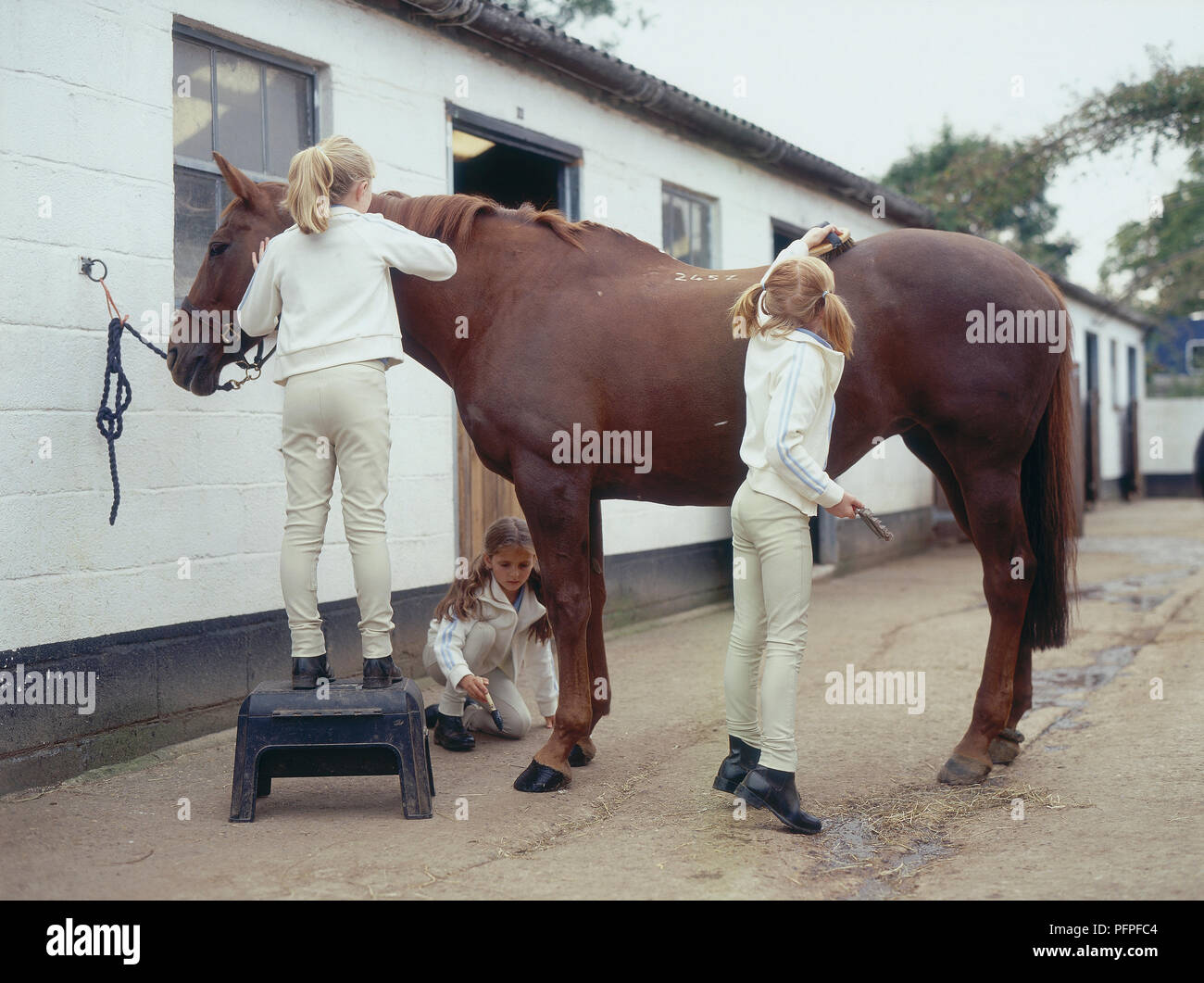 Three young girls grooming chestnut pony in stable yard Stock Photo - Alamy