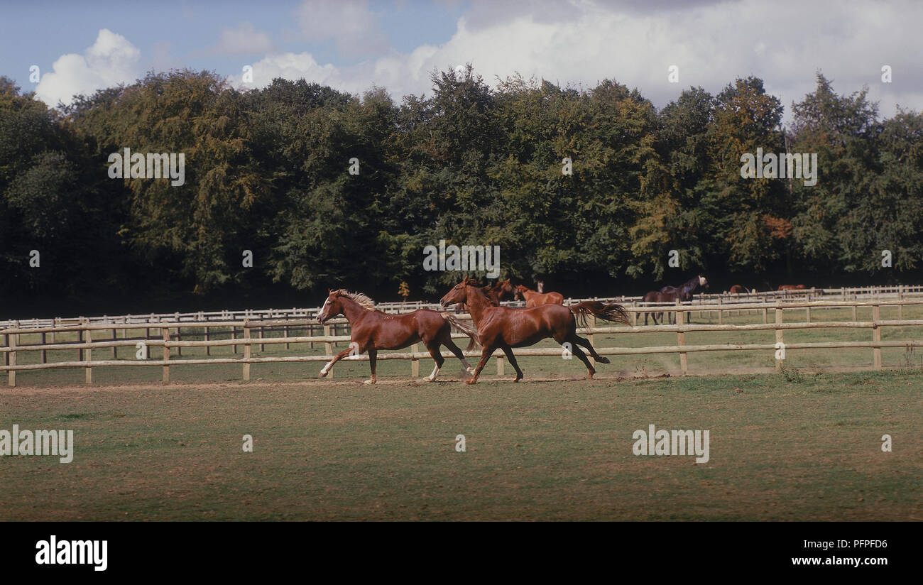 Chestnut and bay ponies galloping in paddock surrounded by wooden fence ...